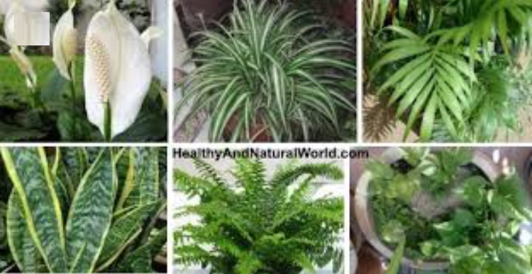 And Now, We Give You – NASA Accredited, Air Purifying Plants‼️ – Leaf ...