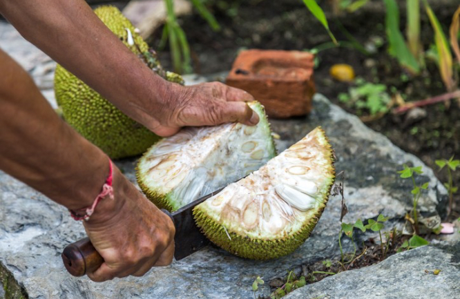 Thambapu Kos or Sri Lankan Boiled Unripe Jak Fruit – My Jak Story ...