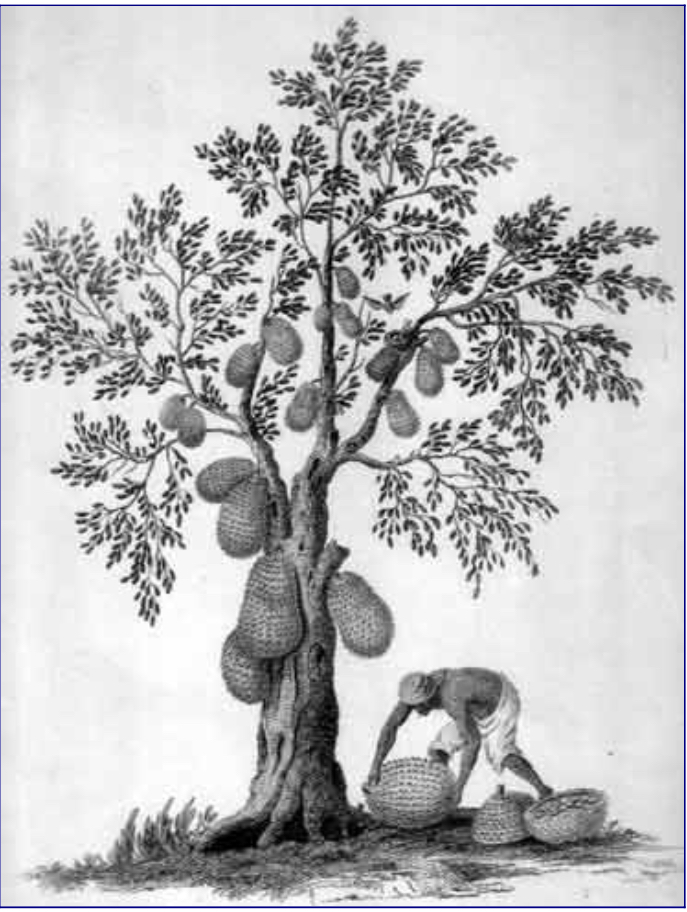 Thambapu Kos or Sri Lankan Boiled Unripe Jak Fruit – My Jak Story ...