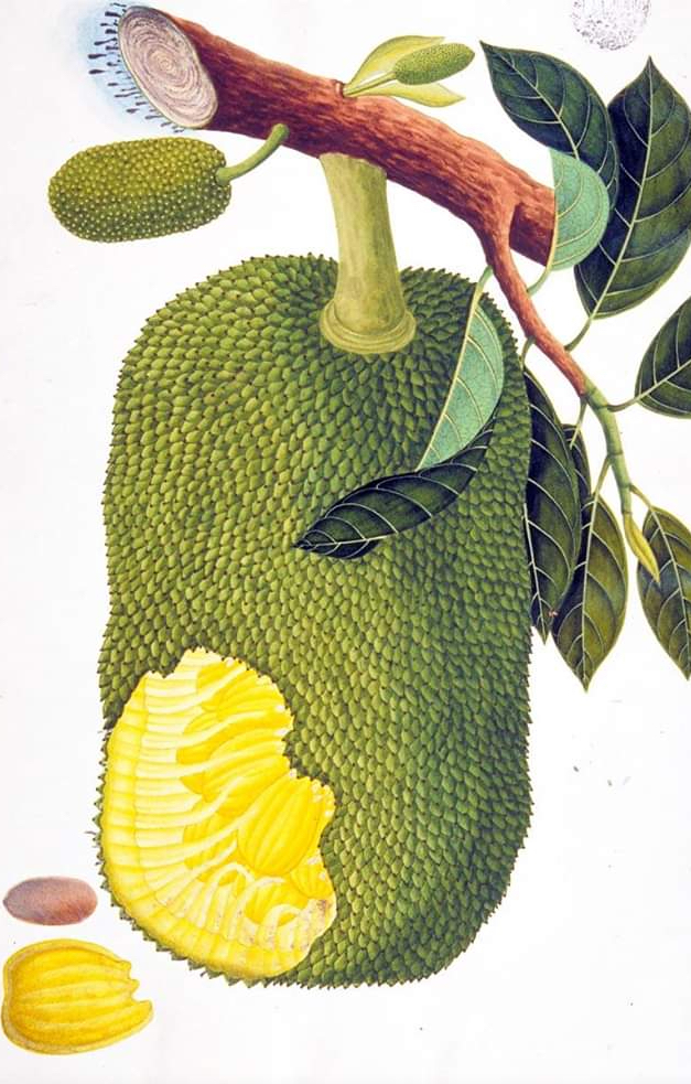 Thambapu Kos or Sri Lankan Boiled Unripe Jak Fruit – My Jak Story ...