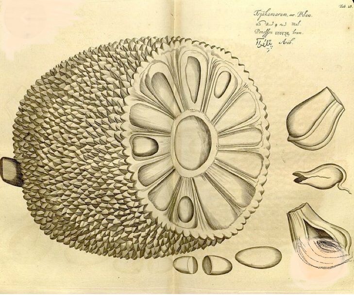 Thambapu Kos or Sri Lankan Boiled Unripe Jak Fruit – My Jak Story ...