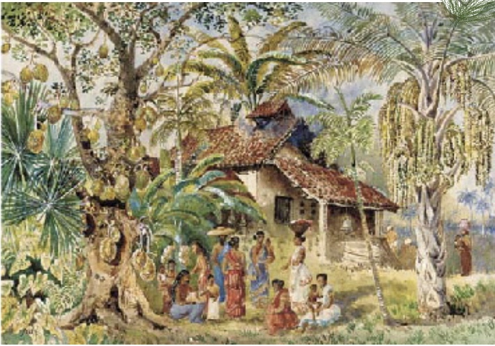 Thambapu Kos or Sri Lankan Boiled Unripe Jak Fruit – My Jak Story ...