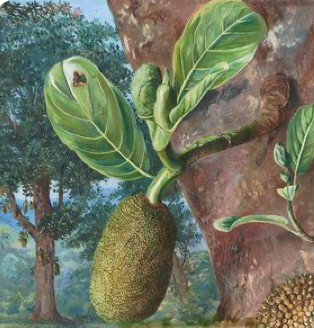 Thambapu Kos or Sri Lankan Boiled Unripe Jak Fruit – My Jak Story ...